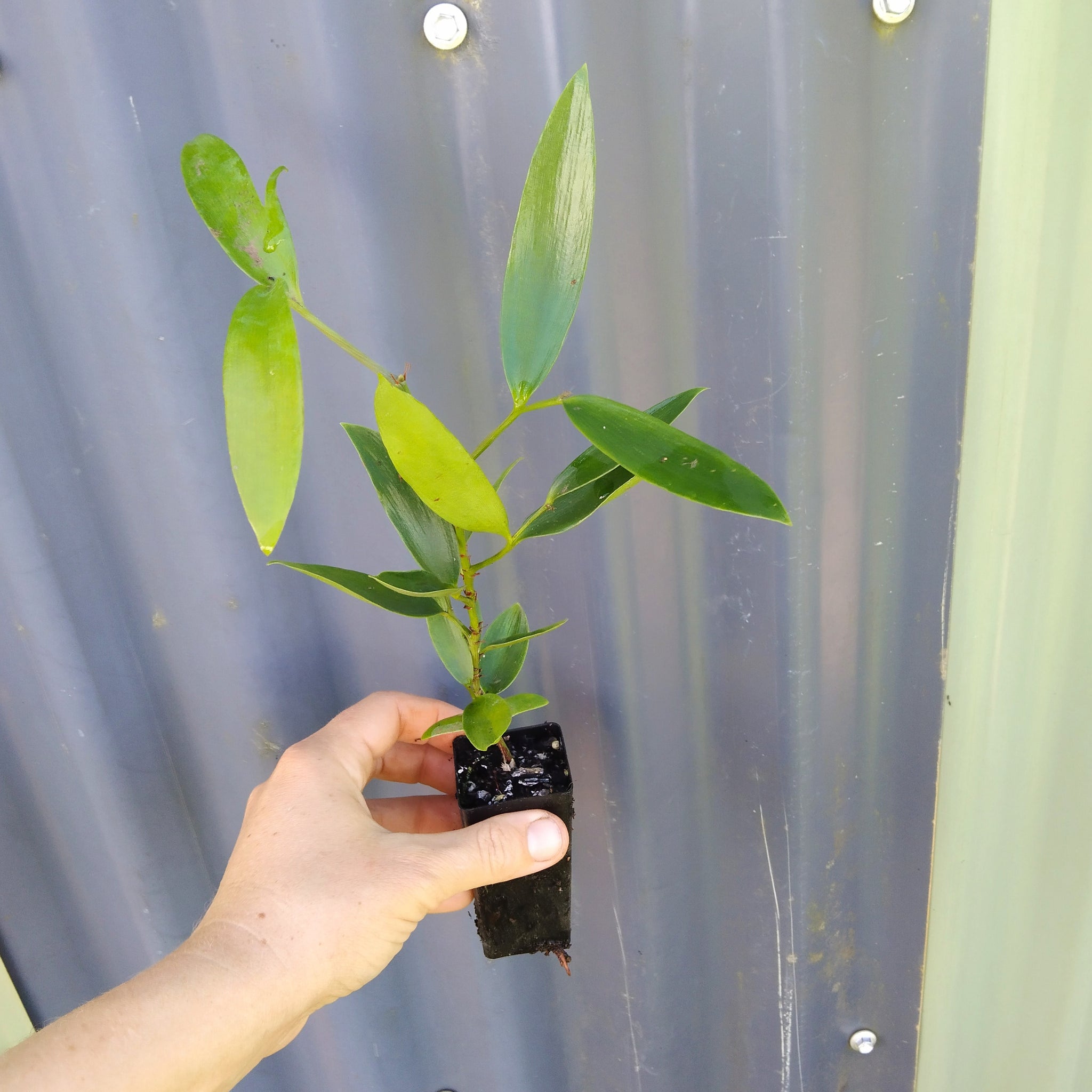 Trees - Buy tubestock plants online – Qld Tubestock