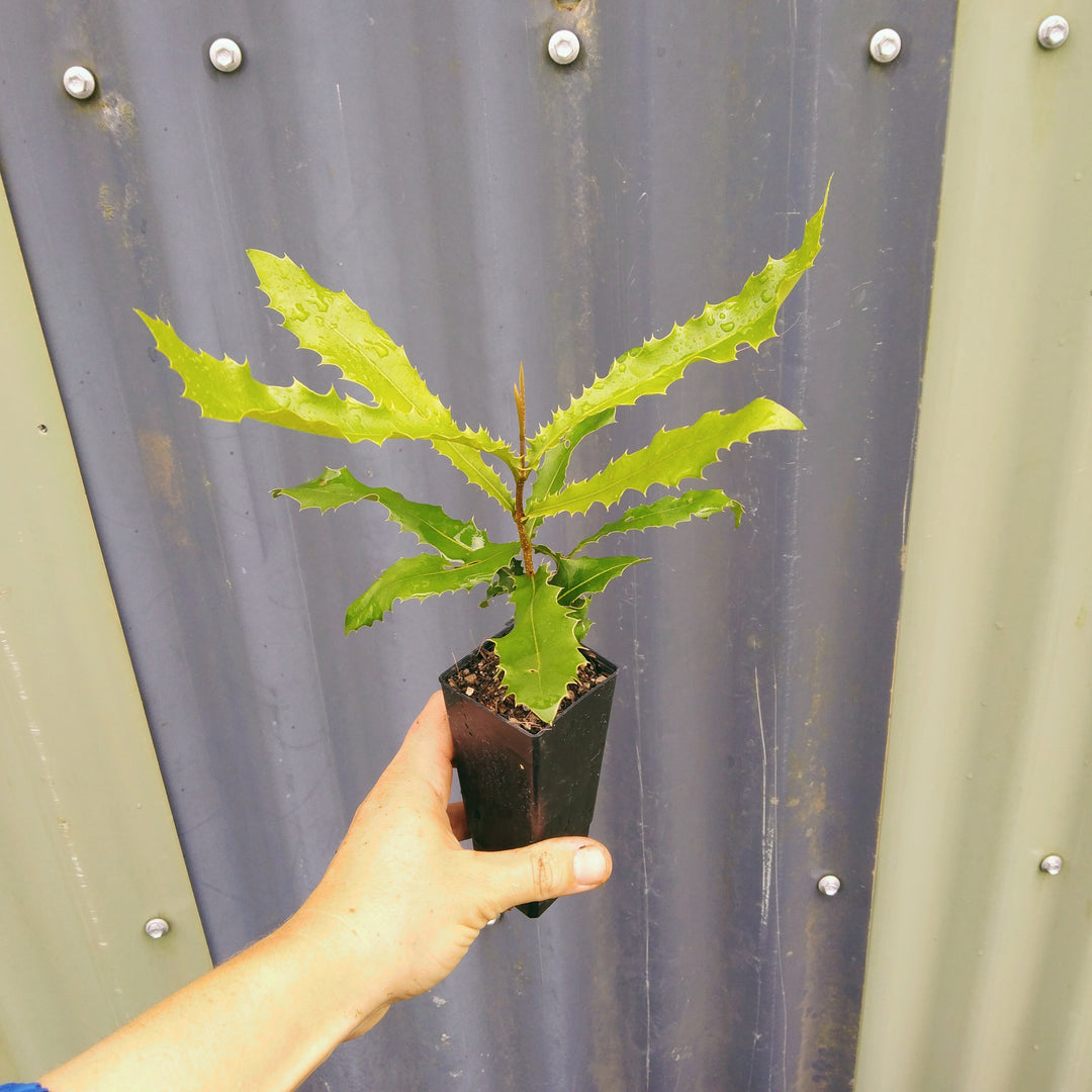 Trees - Buy tubestock plants online – Qld Tubestock