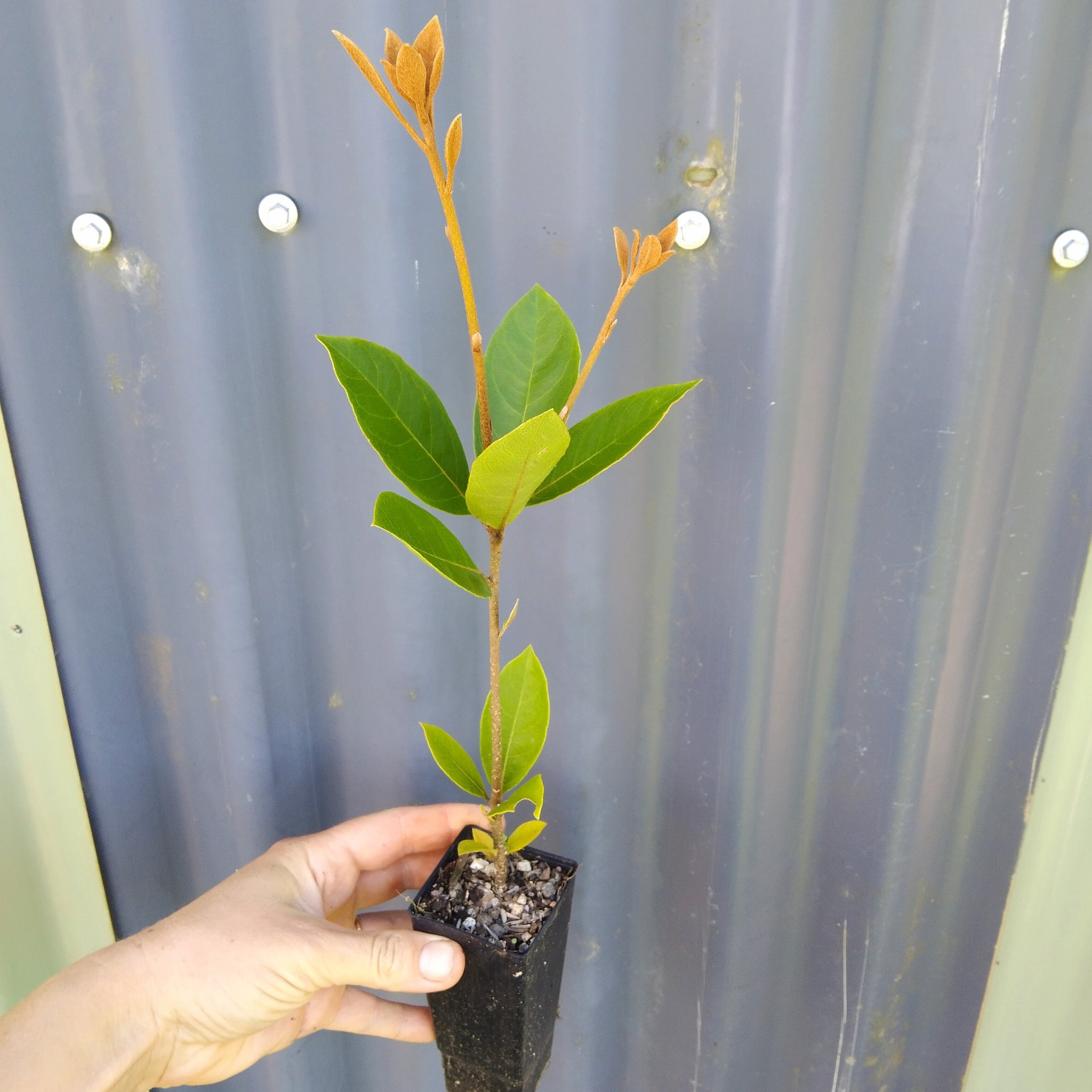 Trees - Buy tubestock plants online – Qld Tubestock